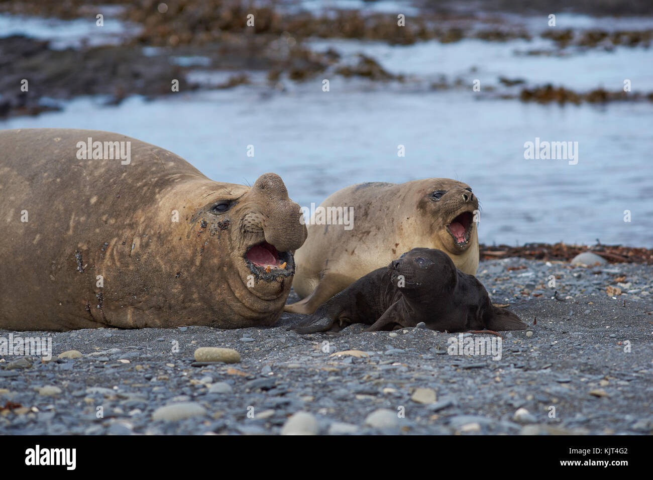 Breeding group of Southern Elephant Seal (Mirounga leonina) on Sea Lion ...
