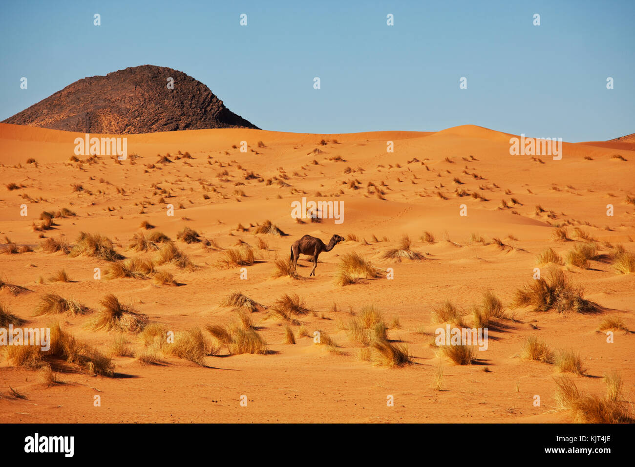 Camel in sand desert Stock Photo - Alamy