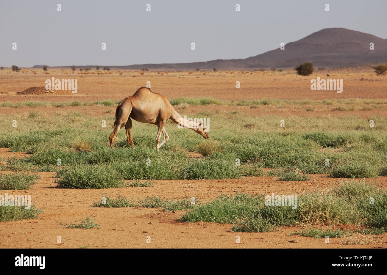 Camel in sand desert Stock Photo - Alamy