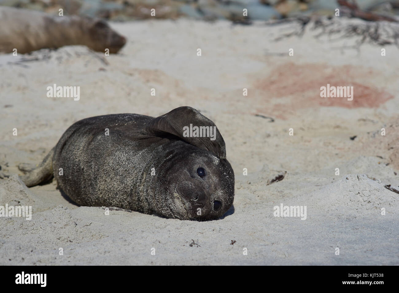 Baby elephant seal in water hi-res stock photography and images - Alamy