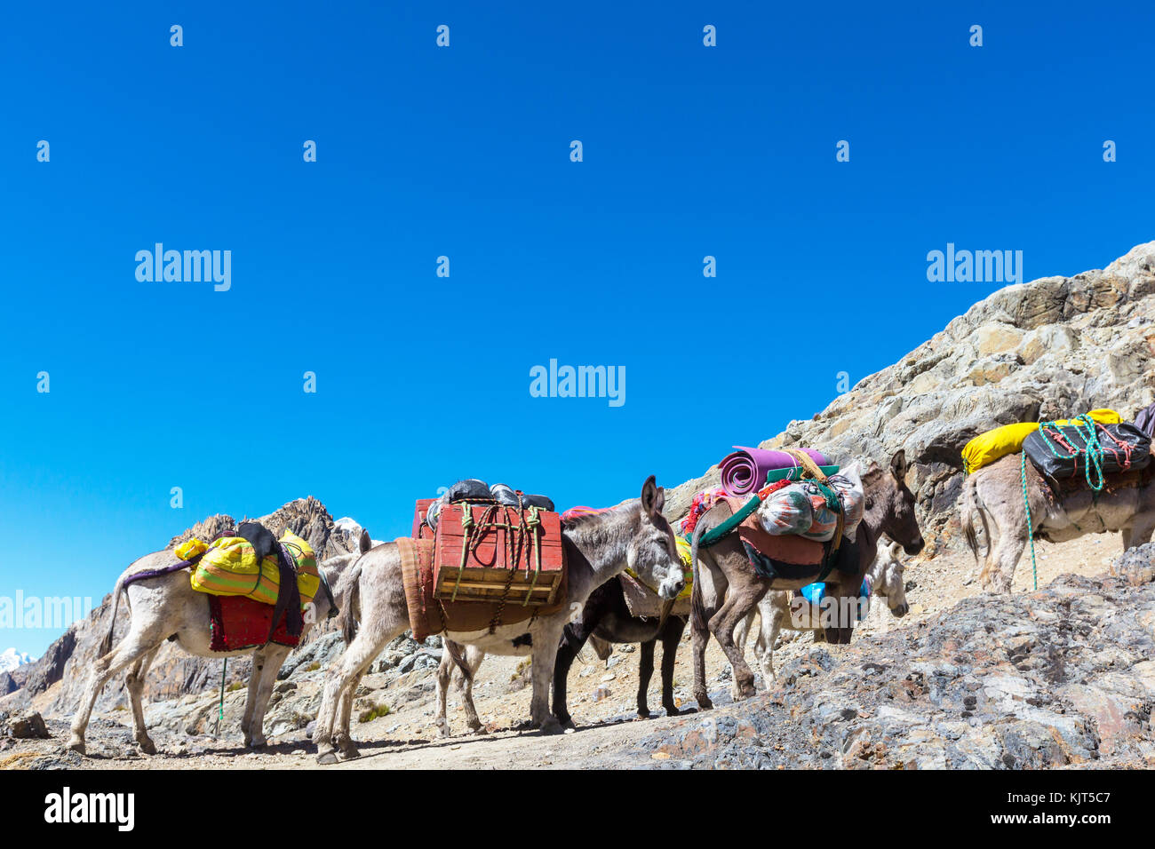 Donkey caravan in Cordiliera Huayhuash, Peru, South America Stock Photo ...
