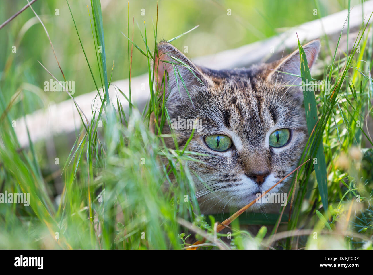 cat in grass Stock Photo - Alamy