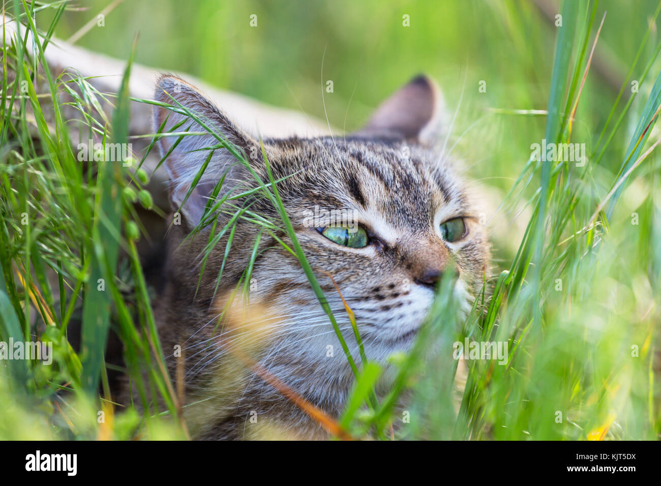 cat in grass Stock Photo - Alamy
