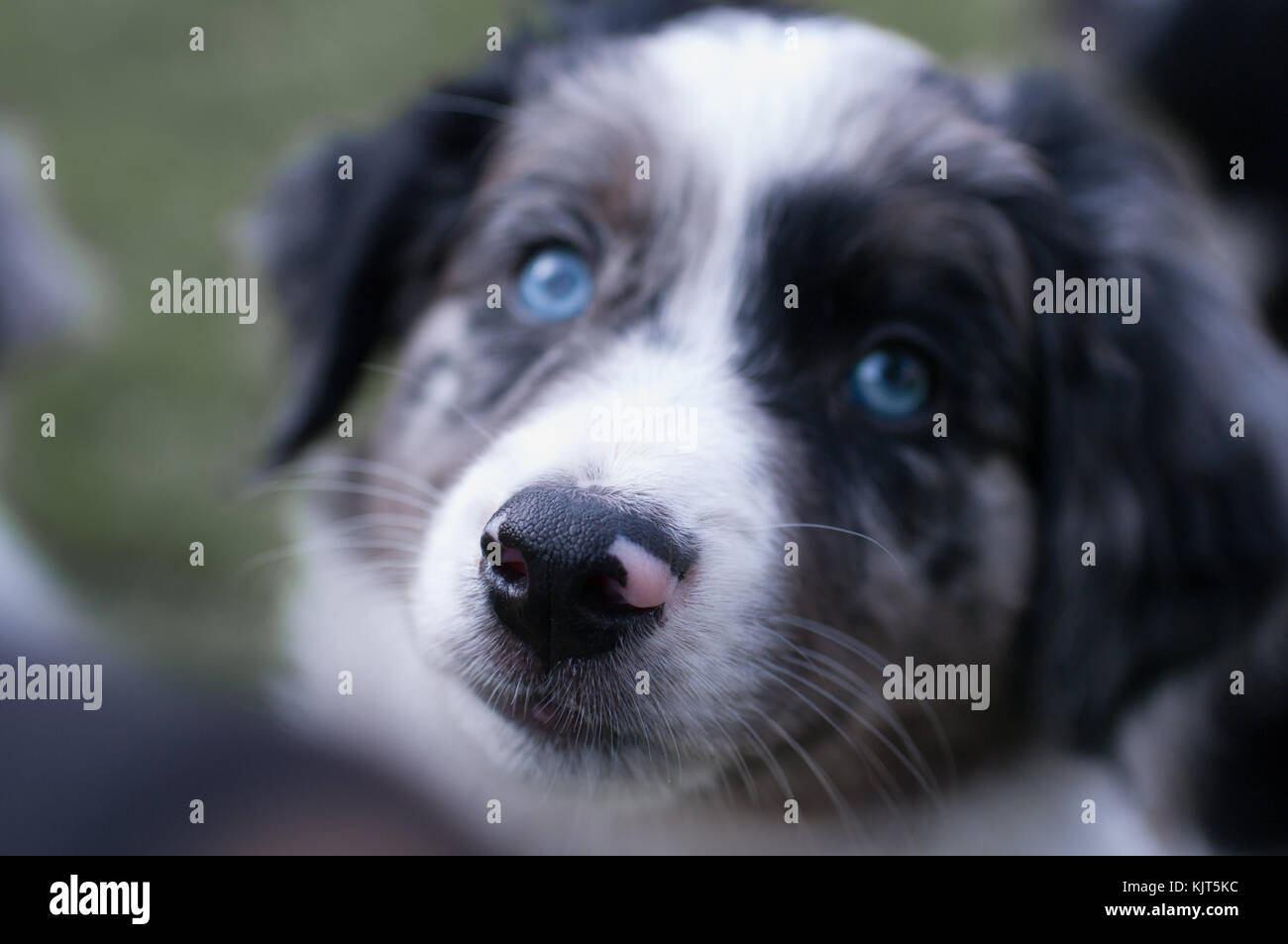 Blue merle australian shepherd puppies hi-res stock photography and ...