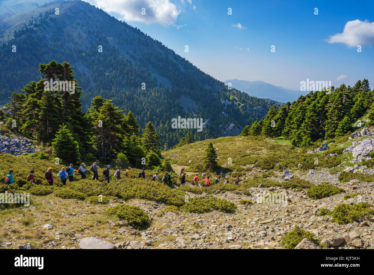 The famous Dirfys (or Dirfi) forest. It is a natural forest located on ...