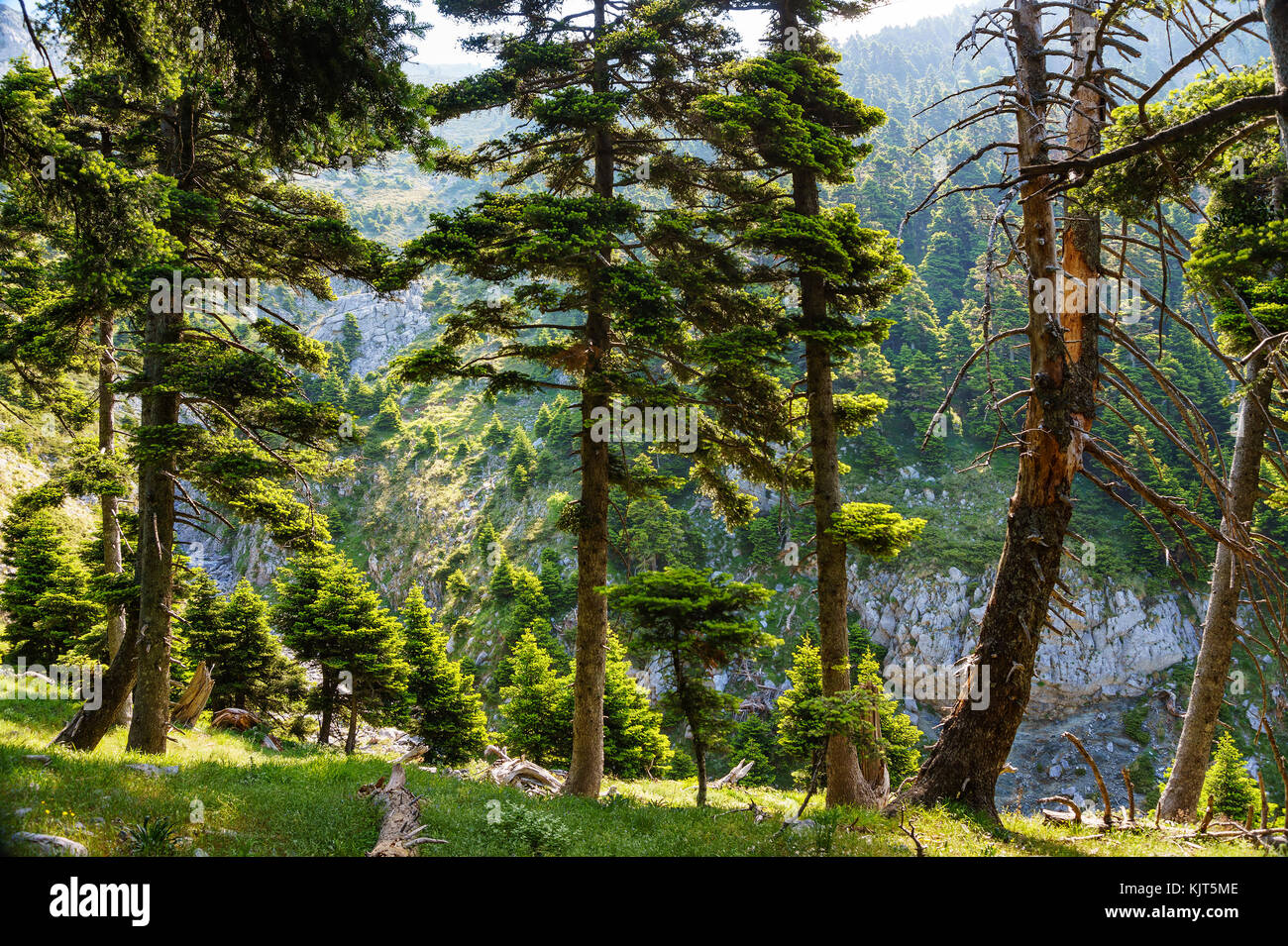 Famous dirfys dirfi forest hi-res stock photography and images - Alamy