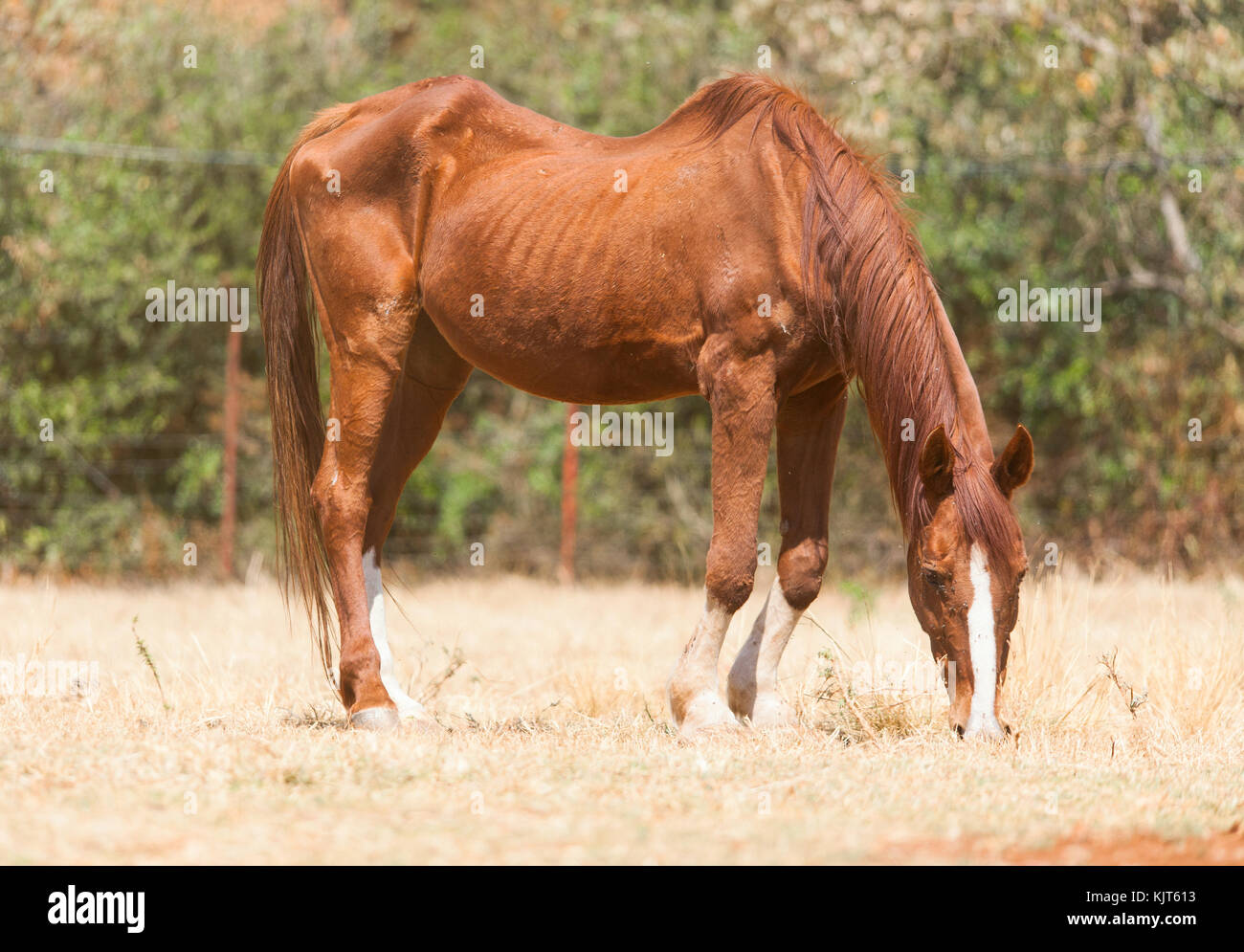 Skinny ribs hi-res stock photography and images - Alamy