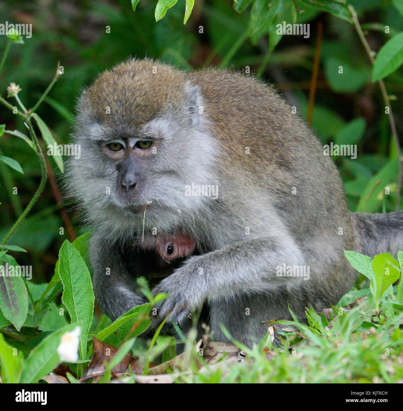 A Long-tailed Macaque (Macaca fascicularis). Fraser's Hill, Malaysia ...