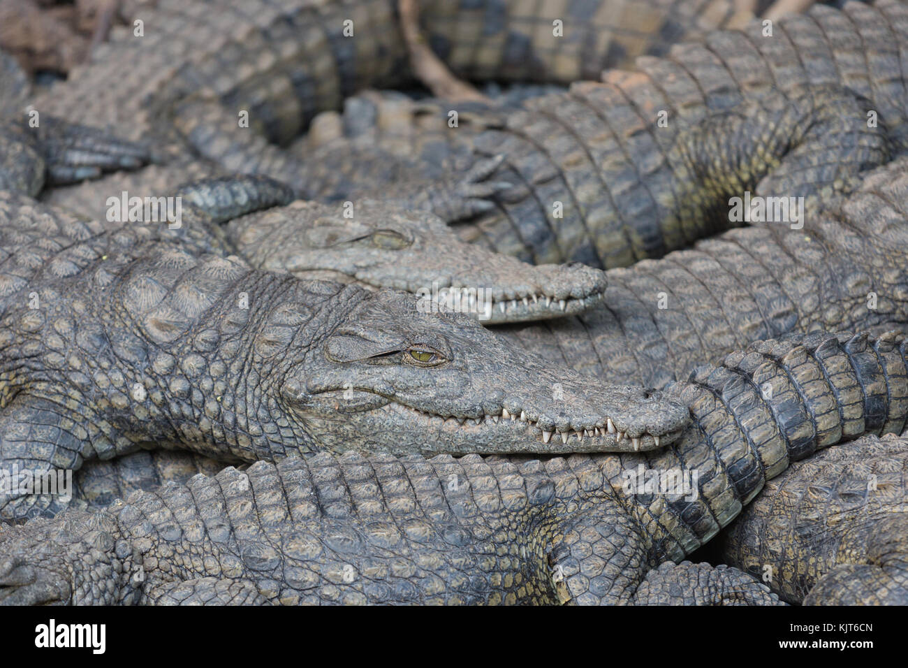 A Group Of Crocodiles High Resolution Stock Photography and Images - Alamy