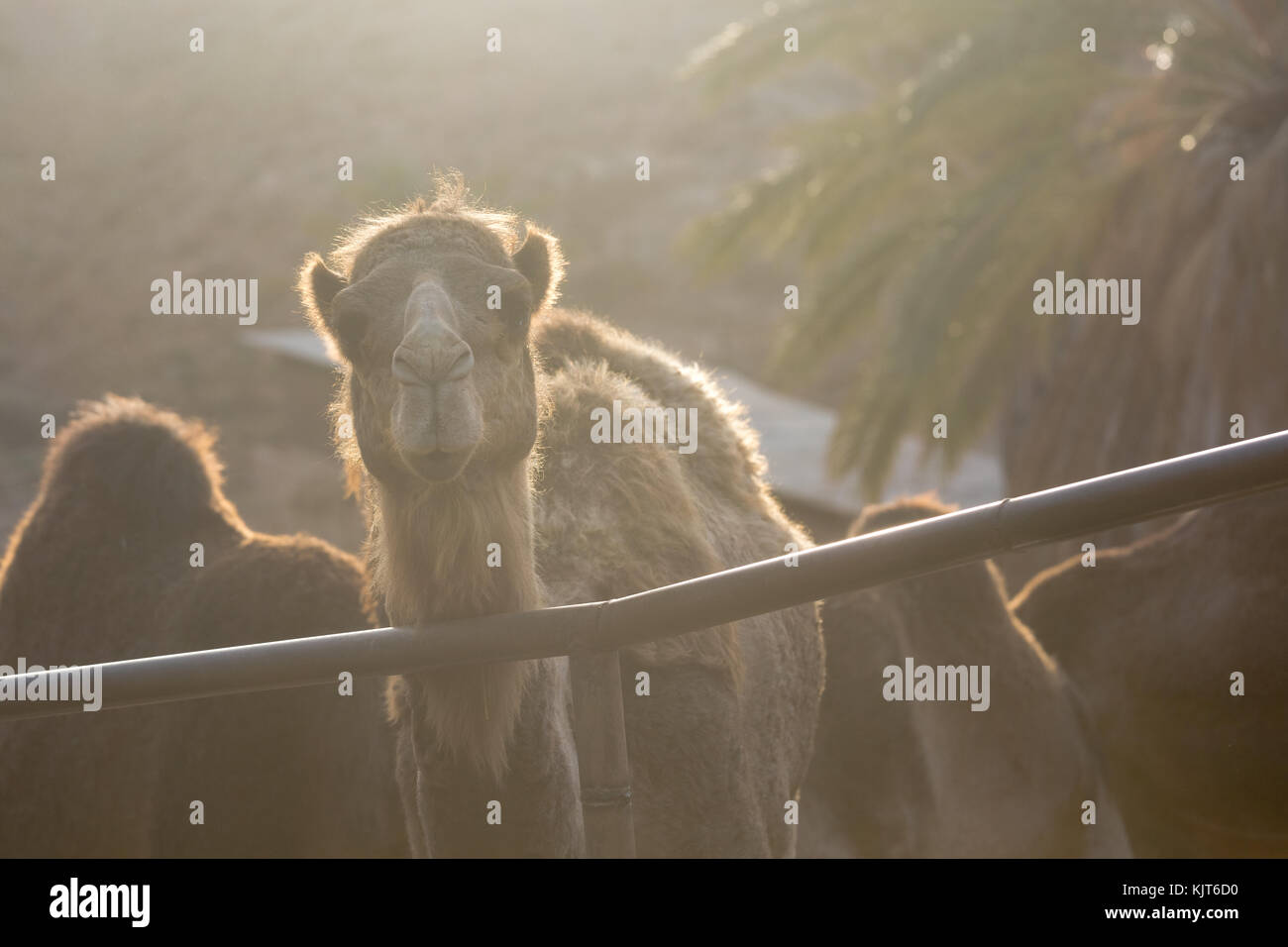 A portrait of a camel at sunset Stock Photo - Alamy