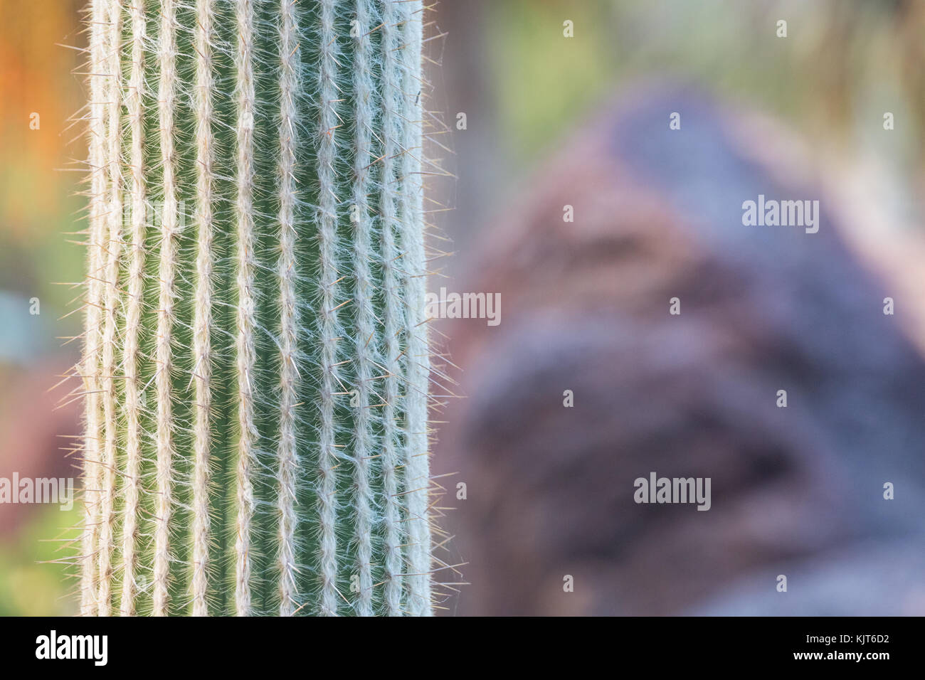 Straight white thorns hi-res stock photography and images - Alamy