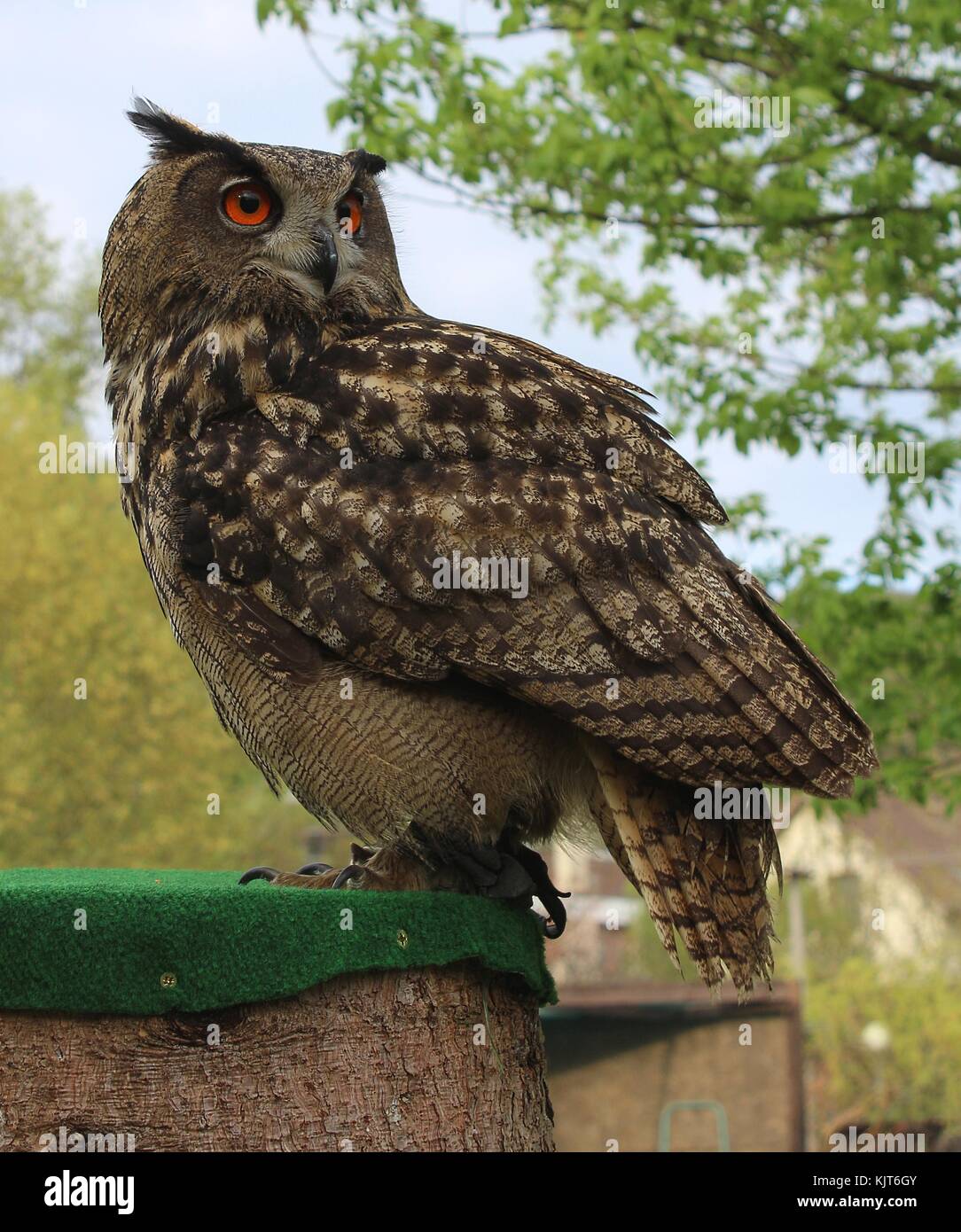 Cute owl hi-res stock photography and images - Alamy