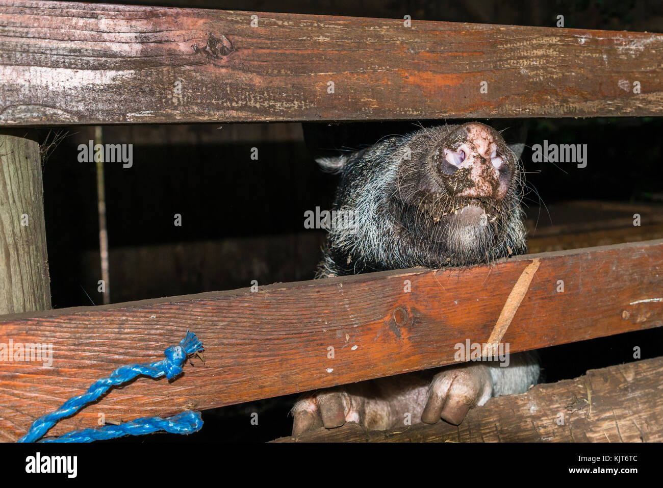 Breeding hog house hi-res stock photography and images - Alamy