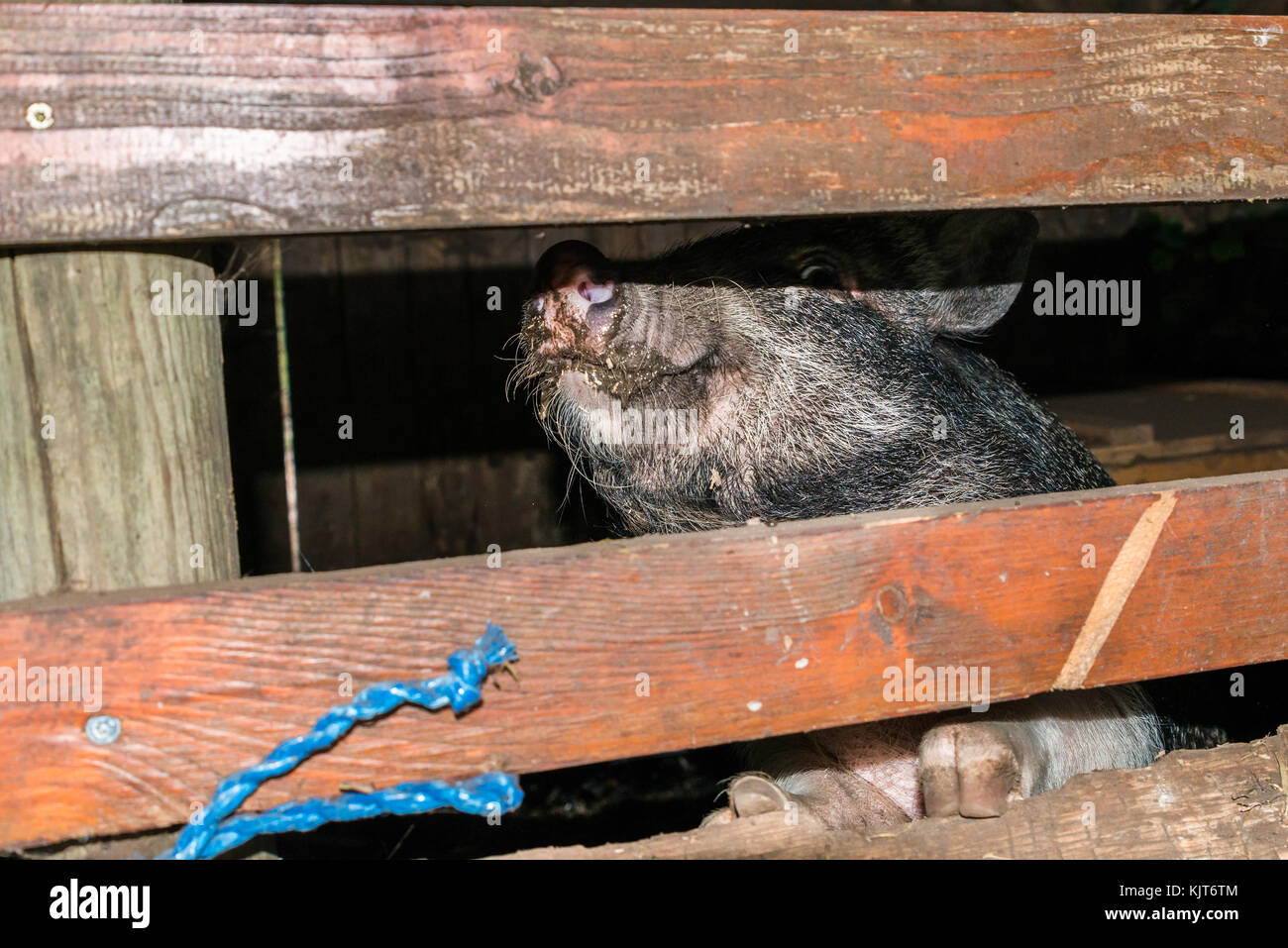 Minipig in a old hog house Stock Photo - Alamy
