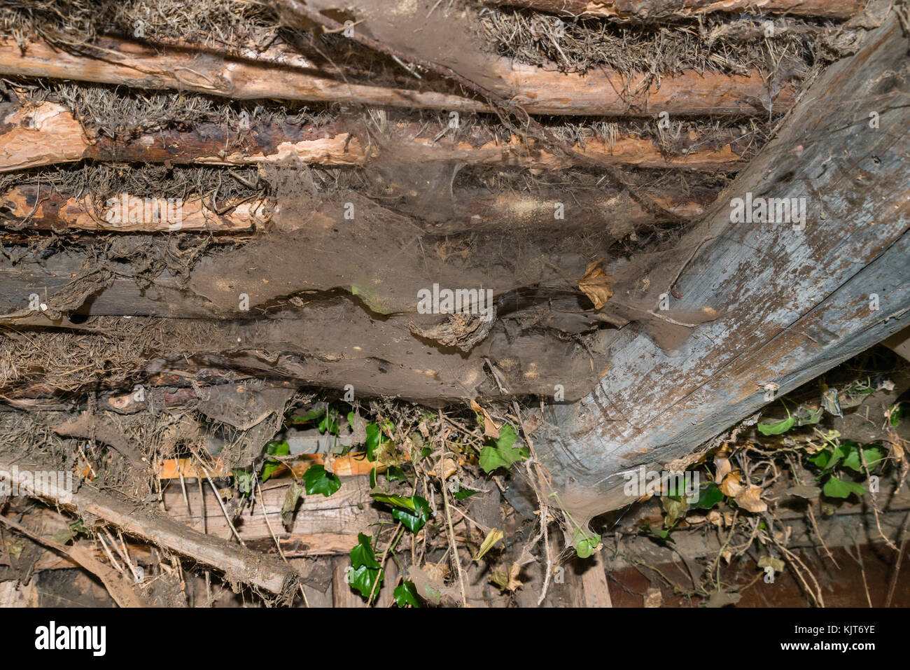 Hog house hi-res stock photography and images - Alamy