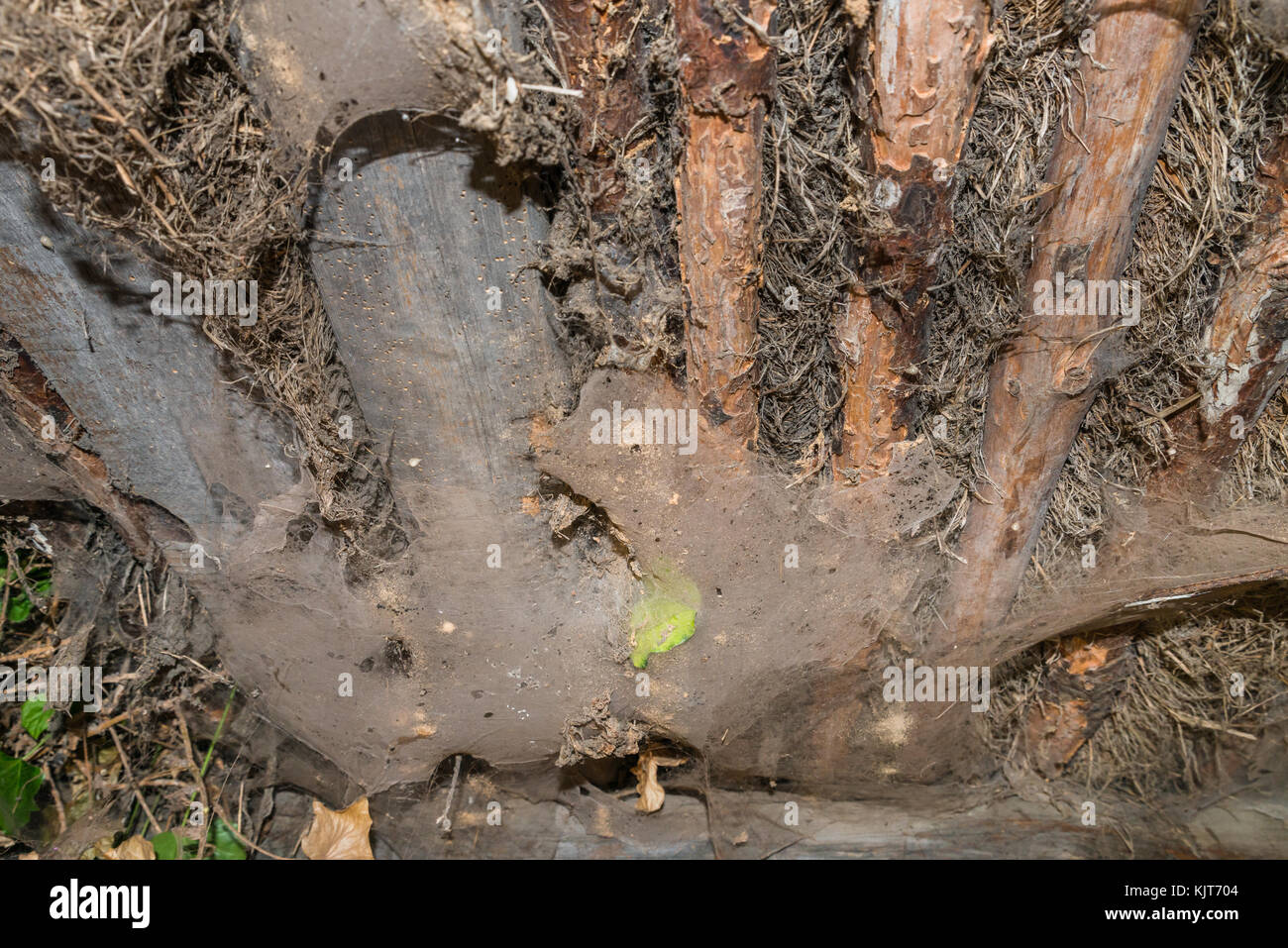Rotten straw roof hi-res stock photography and images - Alamy