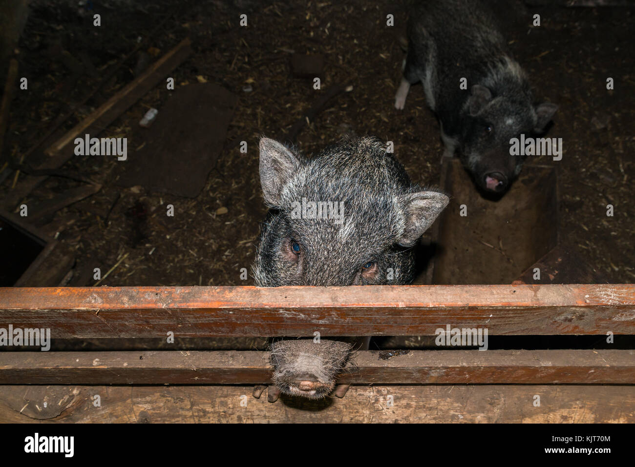 Breeding Hog House High Resolution Stock Photography and Images - Alamy