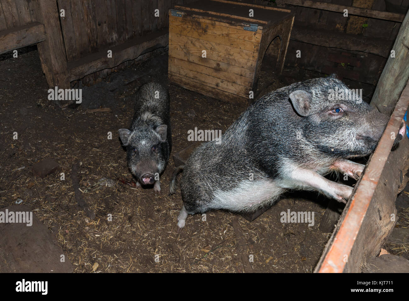 Breeding hog house hi-res stock photography and images - Alamy