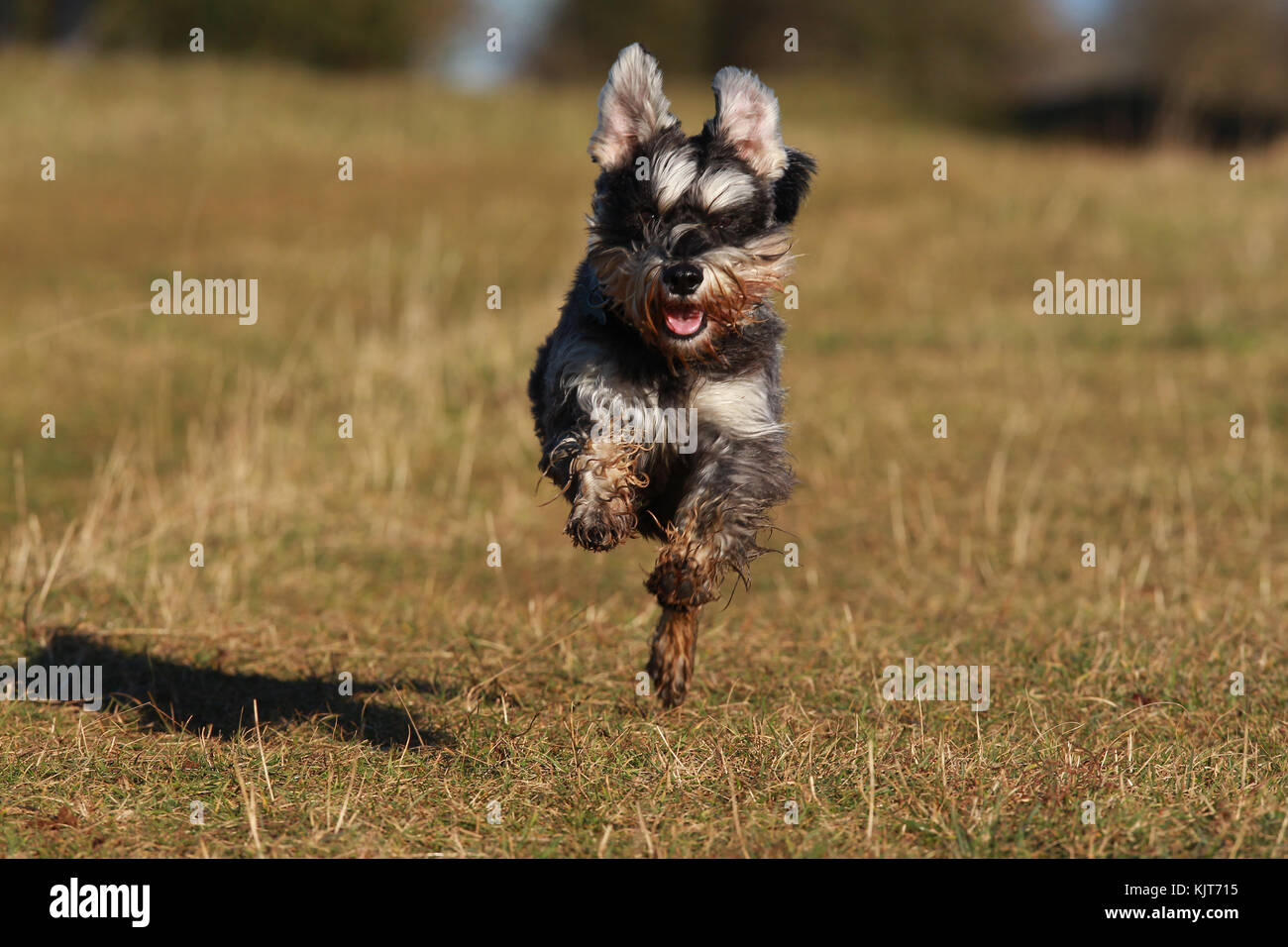 Miniature Schnauzer Running High Resolution Stock Photography and ...
