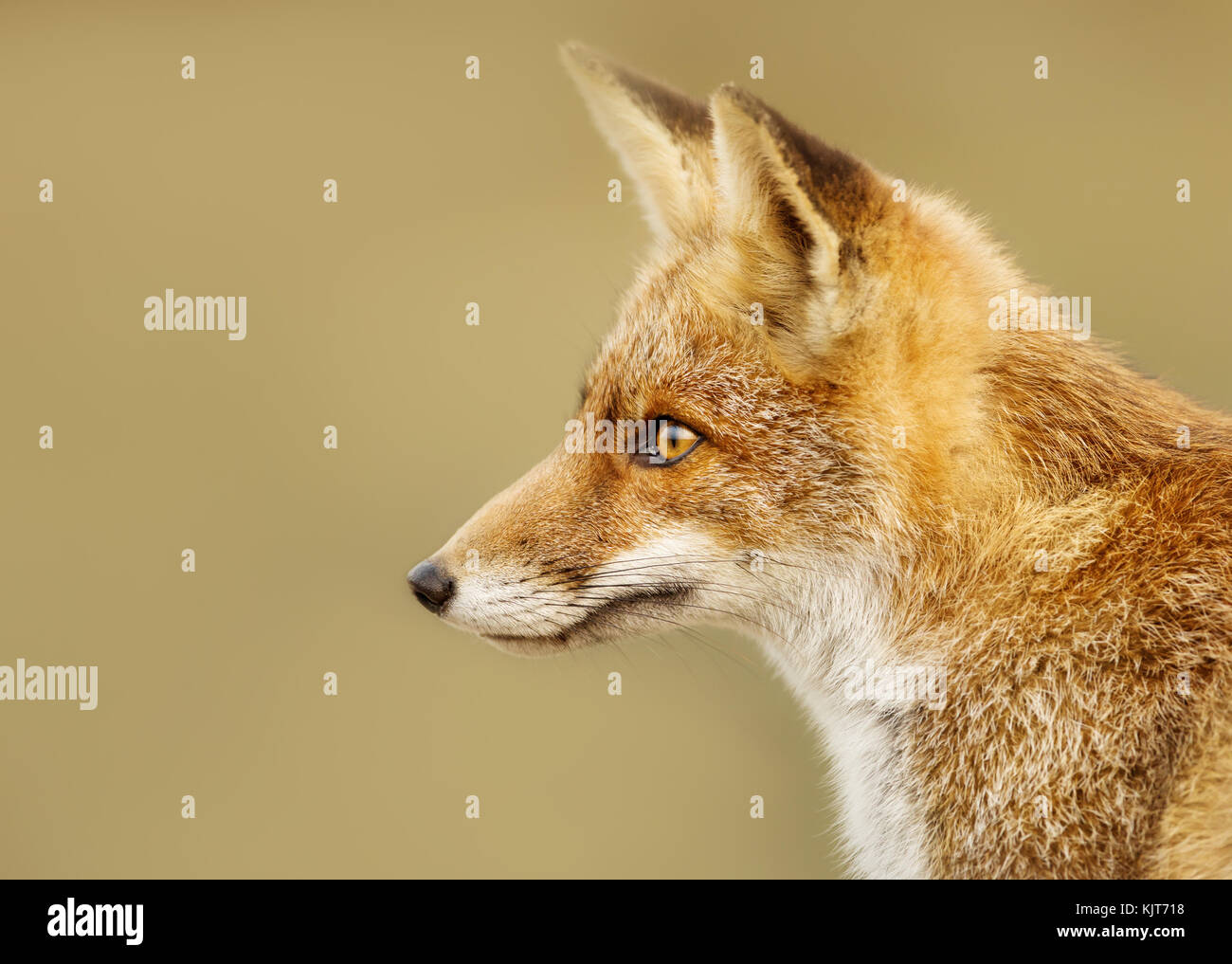 Close up of a young red fox against clear background, Netherlands Stock ...