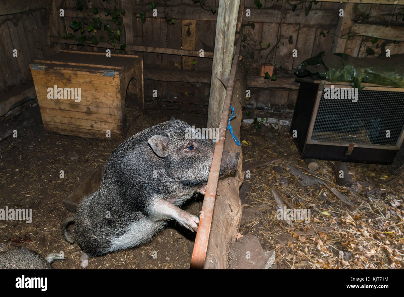 Minipig in a old hog house Stock Photo - Alamy