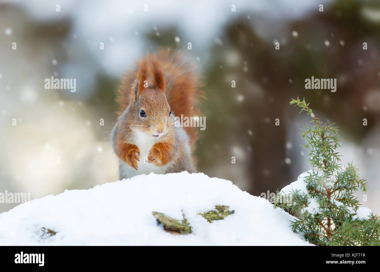 Red squirrel in the falling snow Stock Photo - Alamy