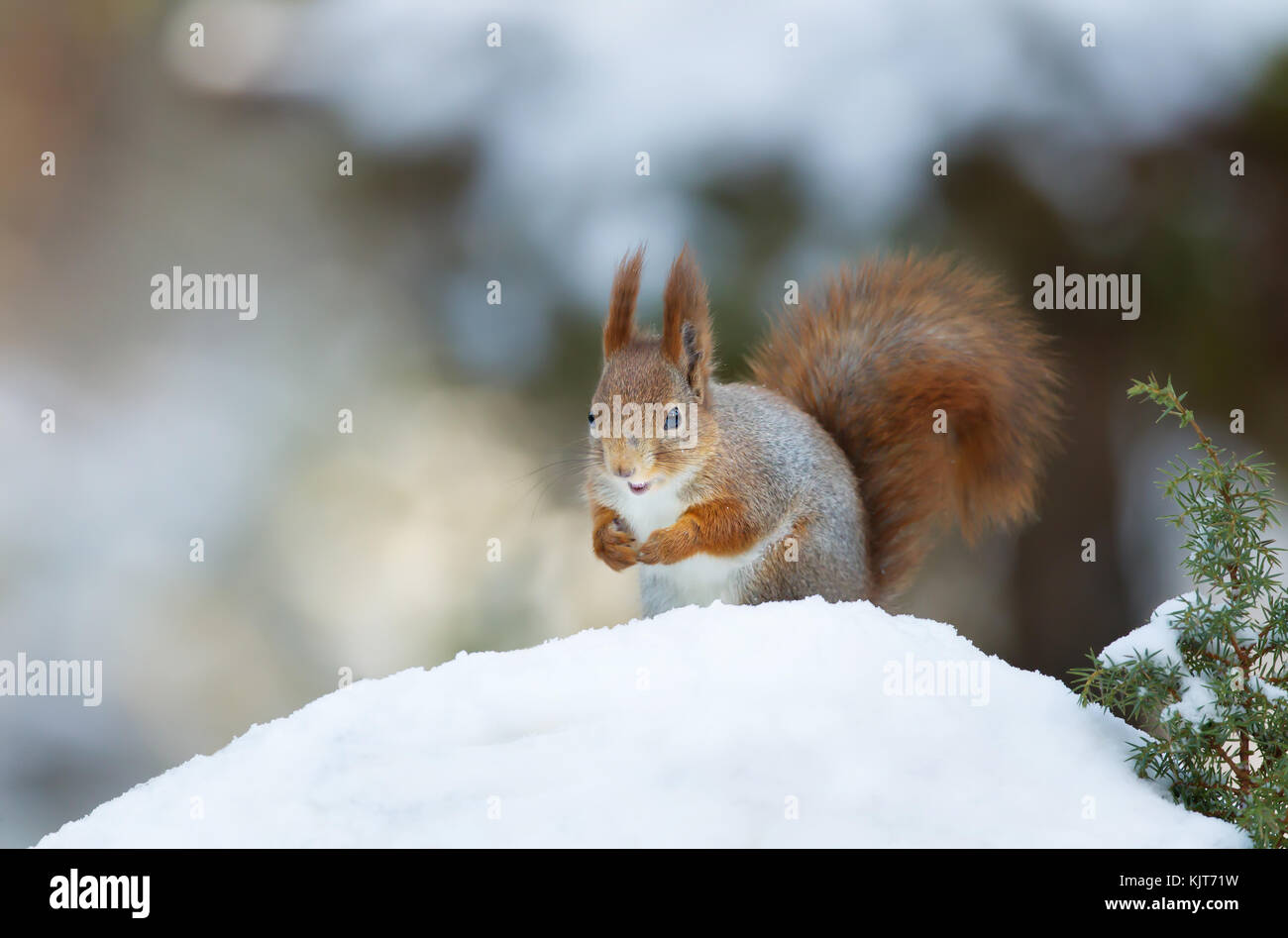 Red Squirrel Sciurus Vulgaris Adult Stock Photos & Red Squirrel Sciurus ...