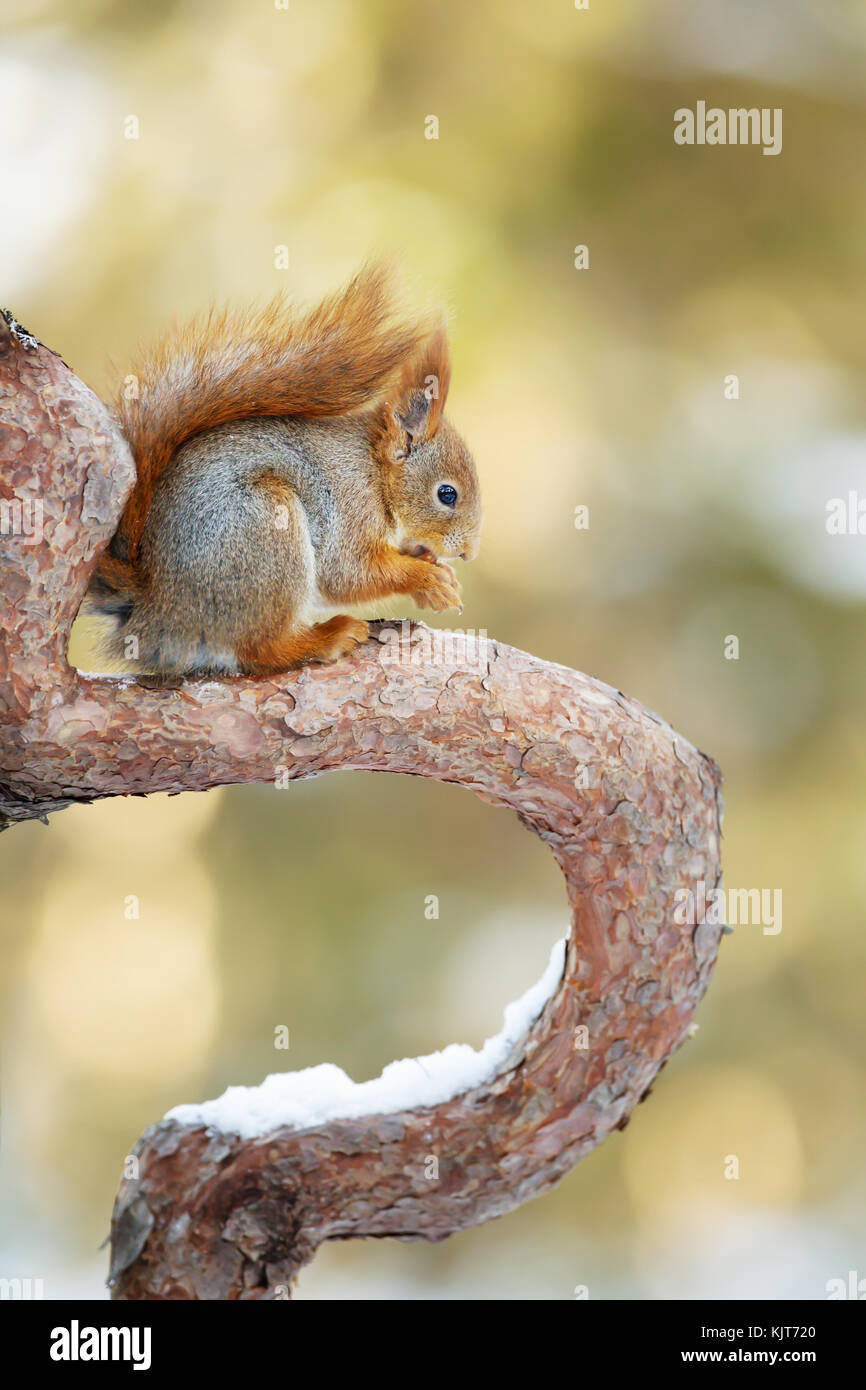 Red Squirrel sitting on a tree branch against colorful background in ...
