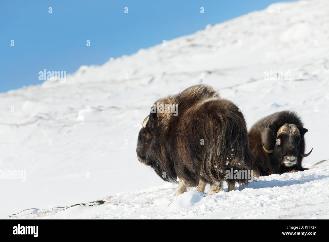 A group of male musk ox in the mountains in winter, Norway Stock Photo ...