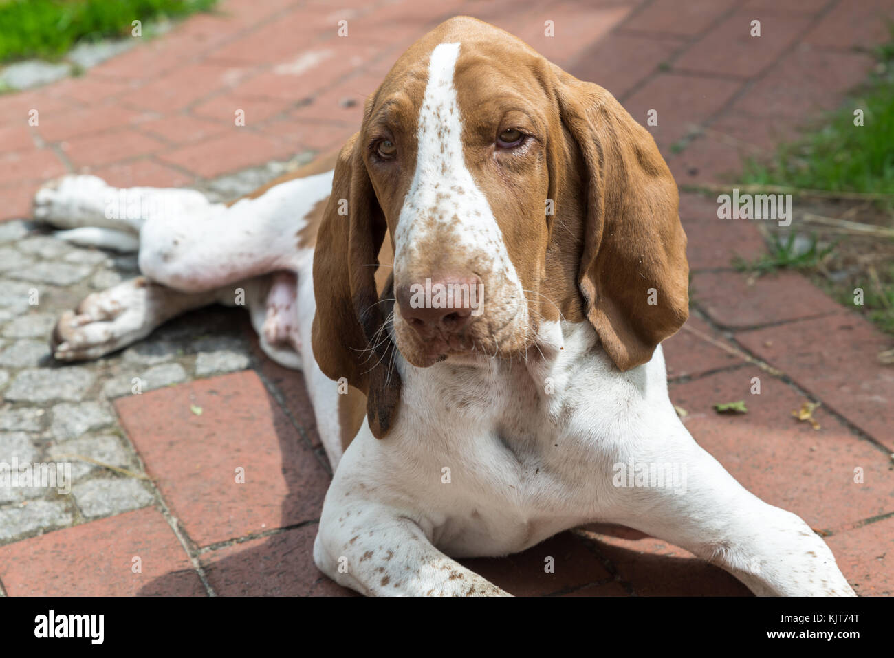 Bracco italiano hi-res stock photography and images - Alamy