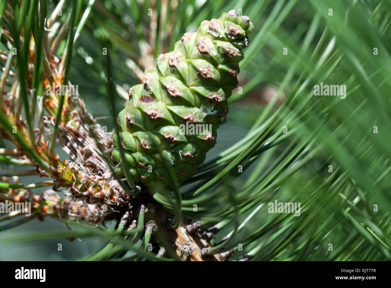 Pine tree cone Stock Photo - Alamy
