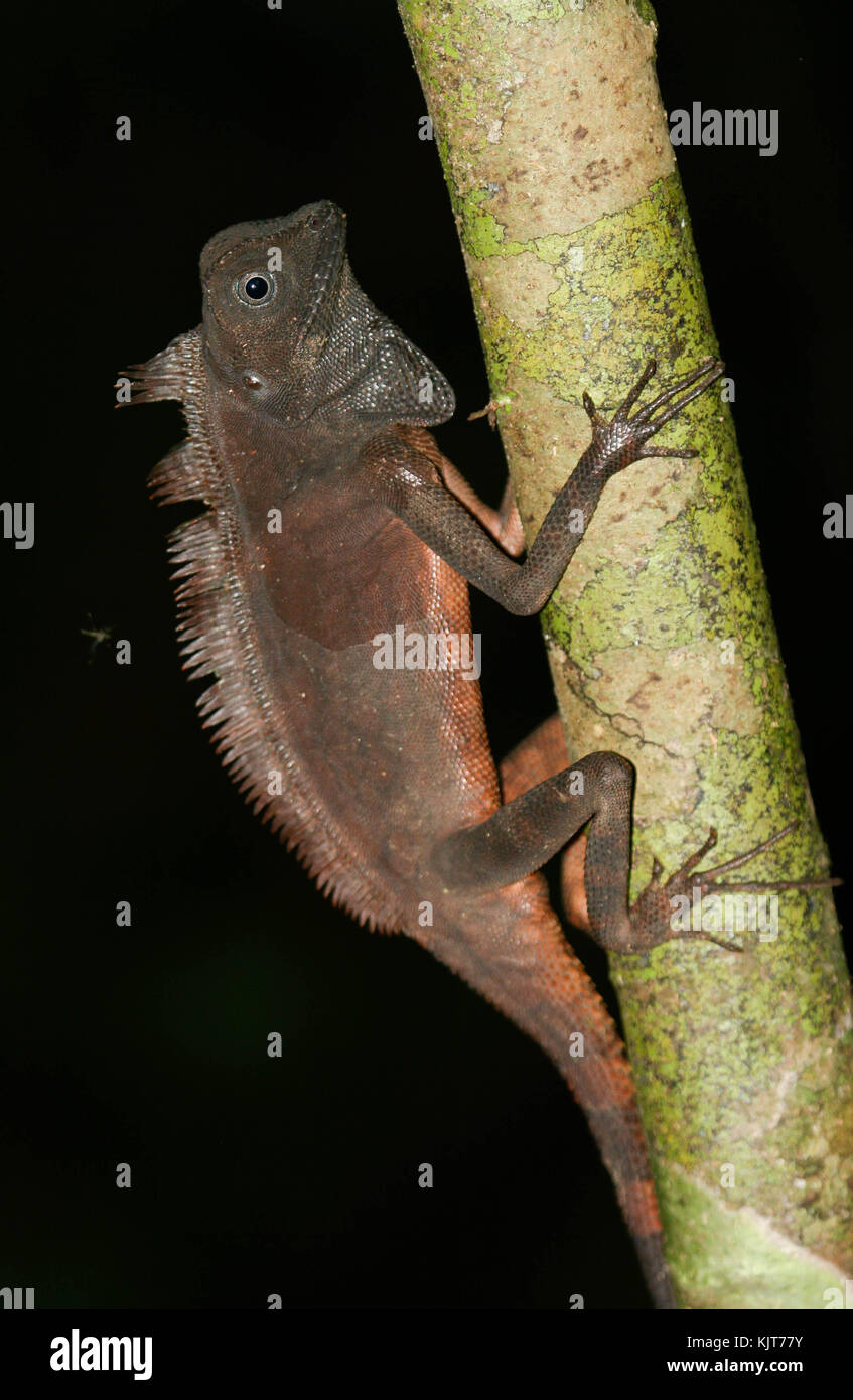 Borneo Anglehead Lizard (Gonocephalus borneensis Stock Photo - Alamy