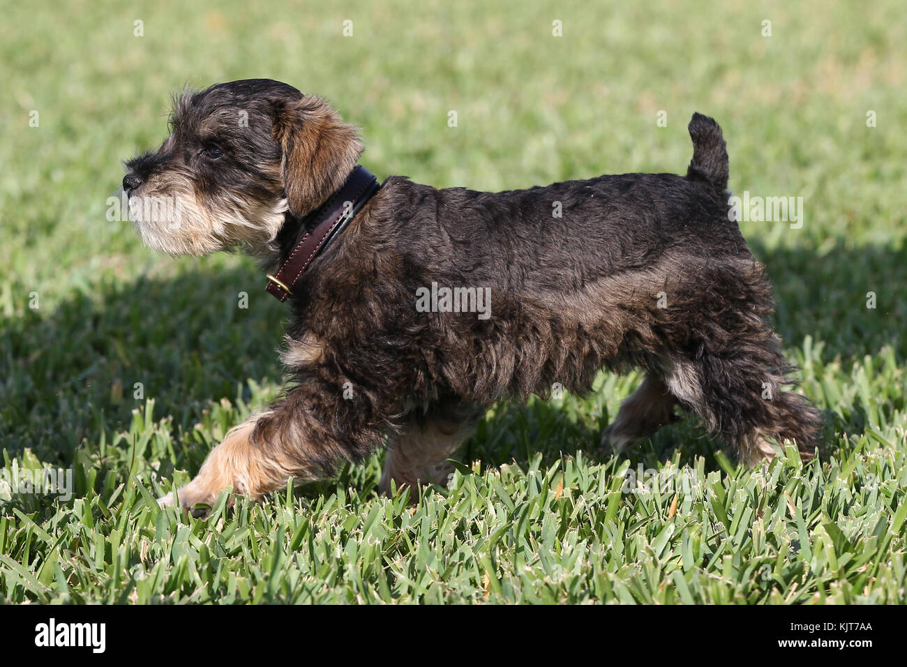 Docked Tail High Resolution Stock Photography and Images - Alamy