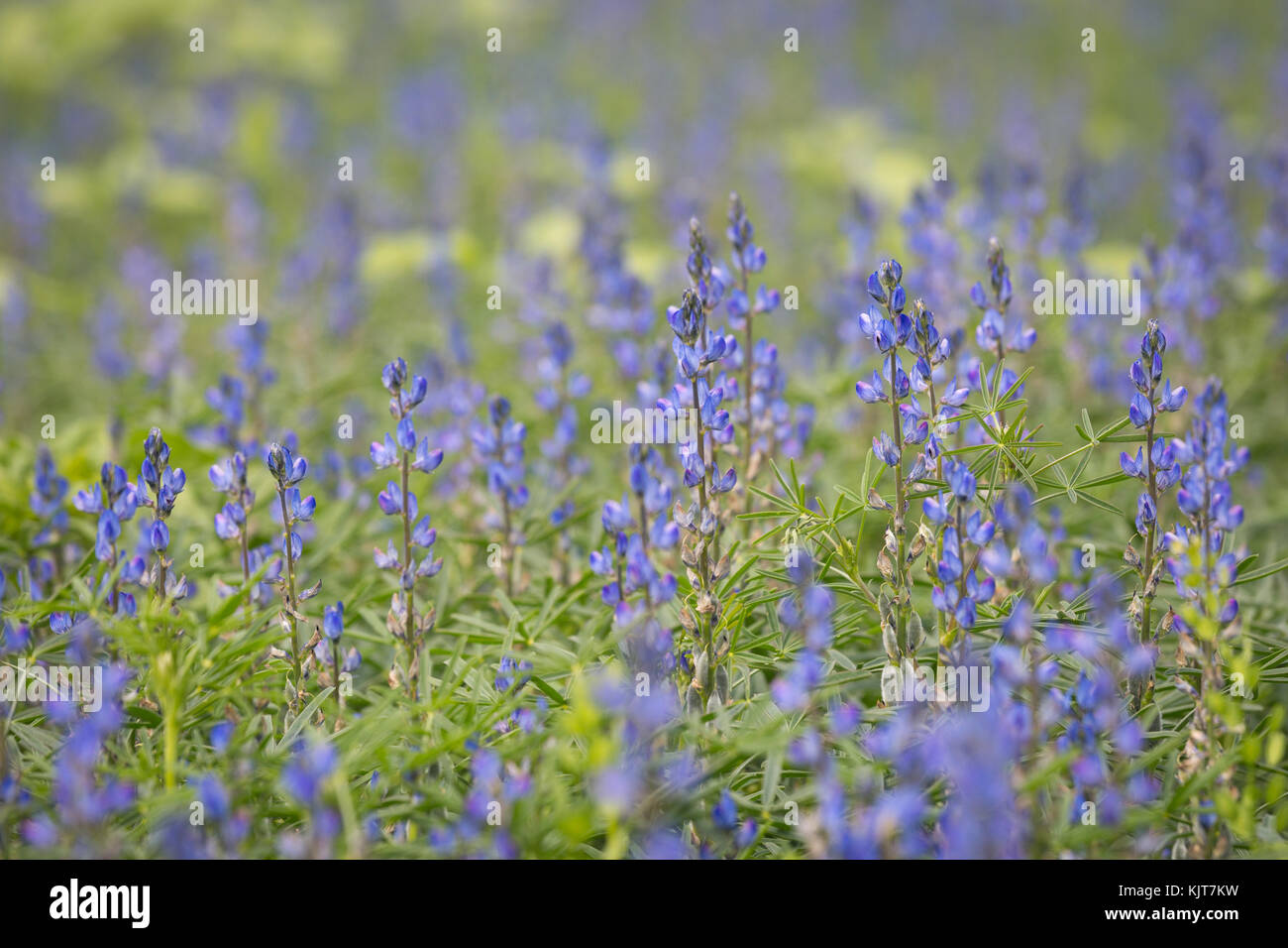 A field of blooming blue lupins Stock Photo - Alamy