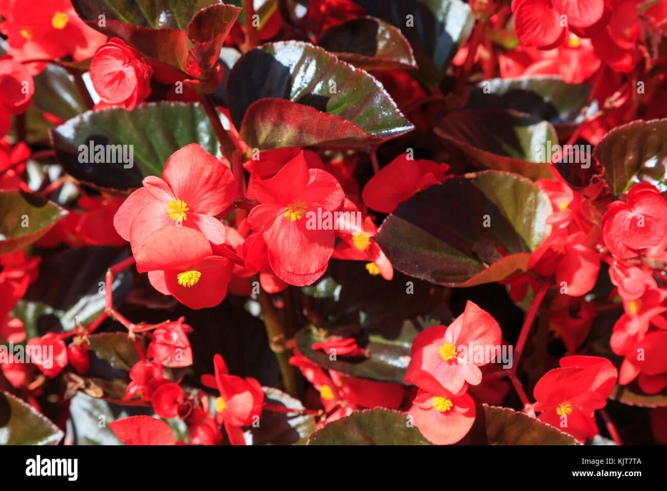 Red begonia in the garden of painter Claude Monet in Giverny, France ...
