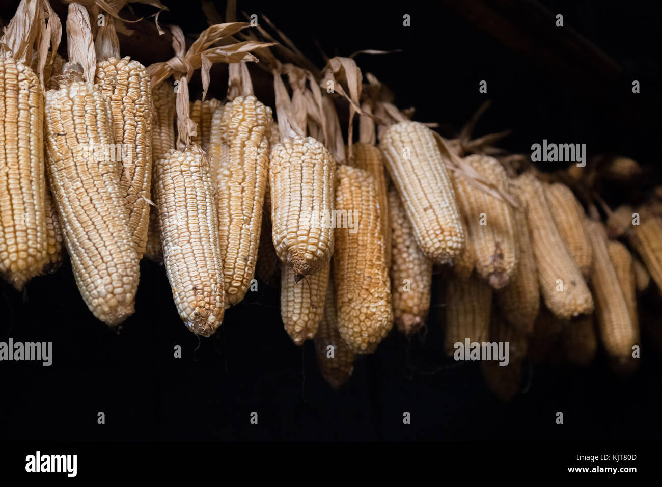Corn hanging on a rope to dry in an old poor building in a hmong ...