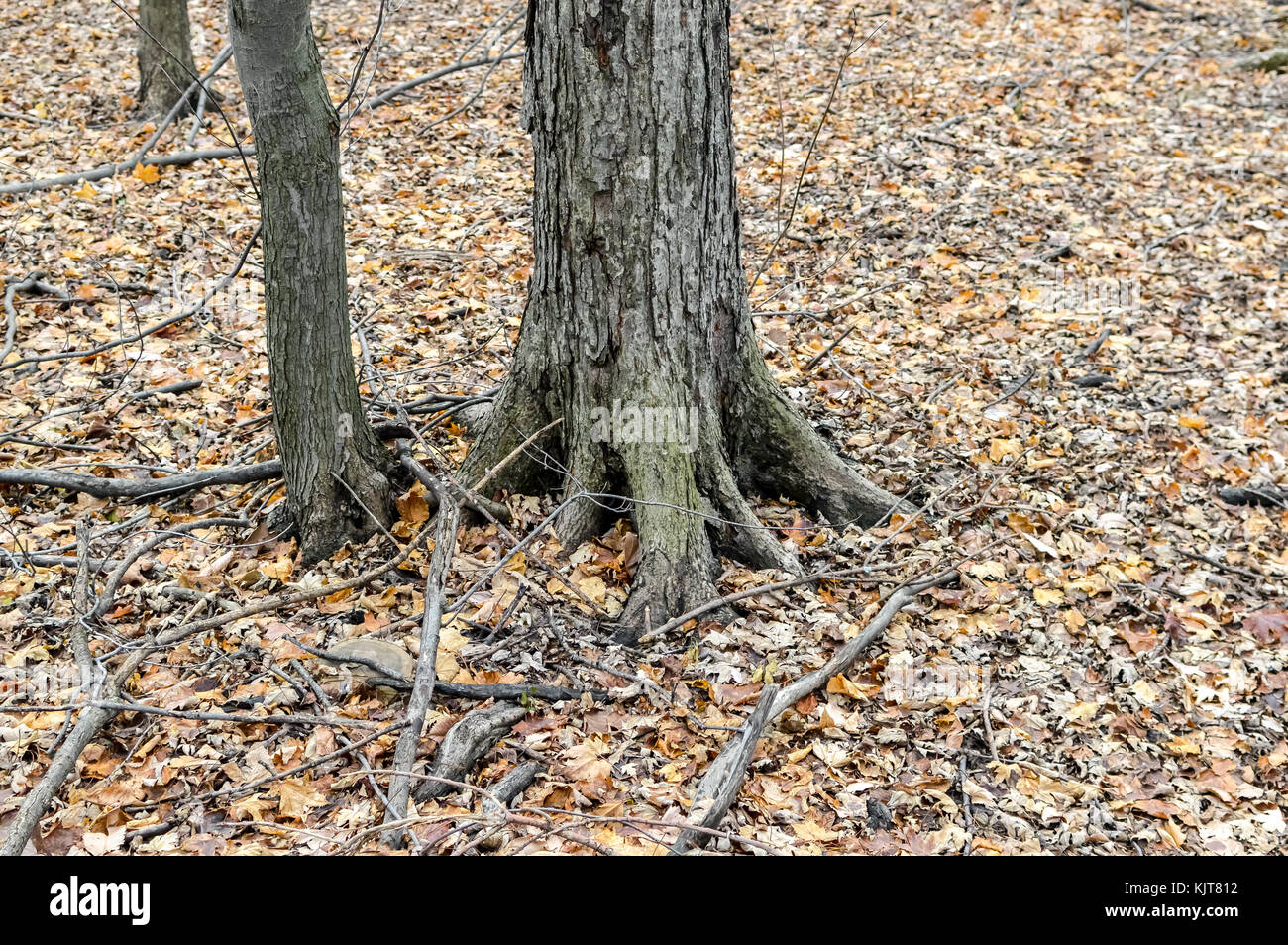 Autumn background. Tree and frozen brown leaves close up Stock Photo ...