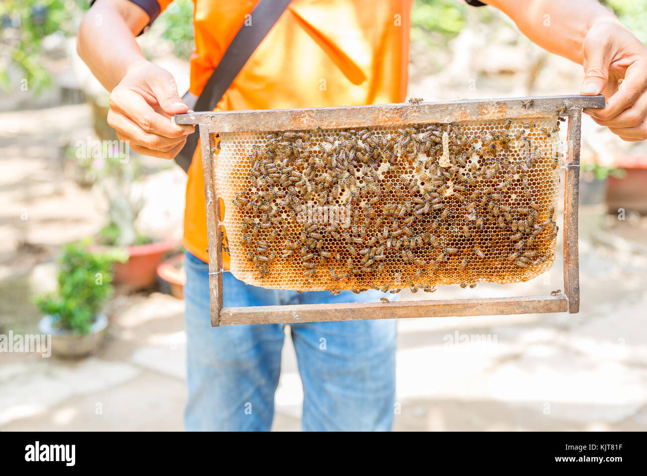 A man holding a wooden frame of a beehive with honey and bees on ...
