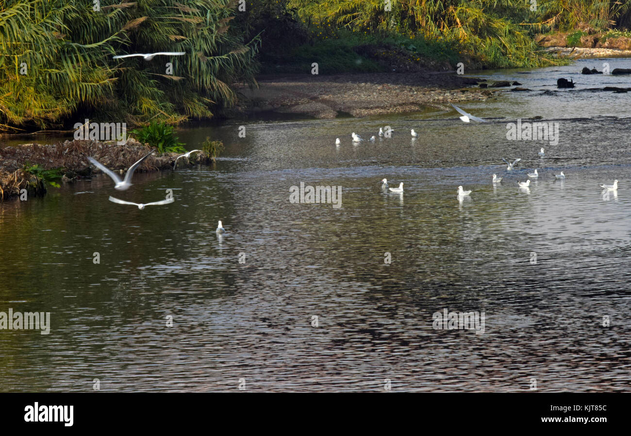 Río besós barcelona hi-res stock photography and images - Alamy