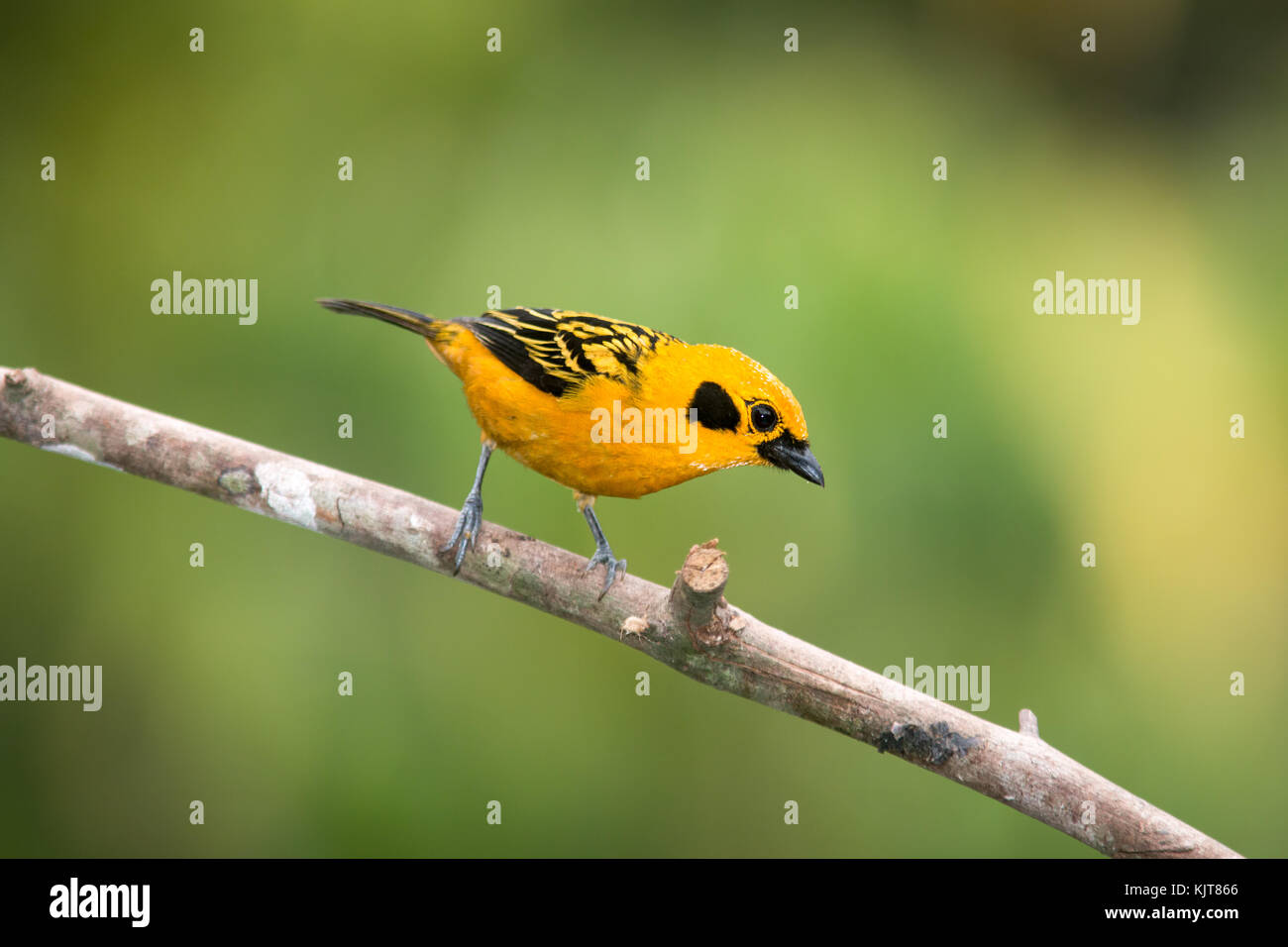 Summer tanager ecuador hi-res stock photography and images - Alamy