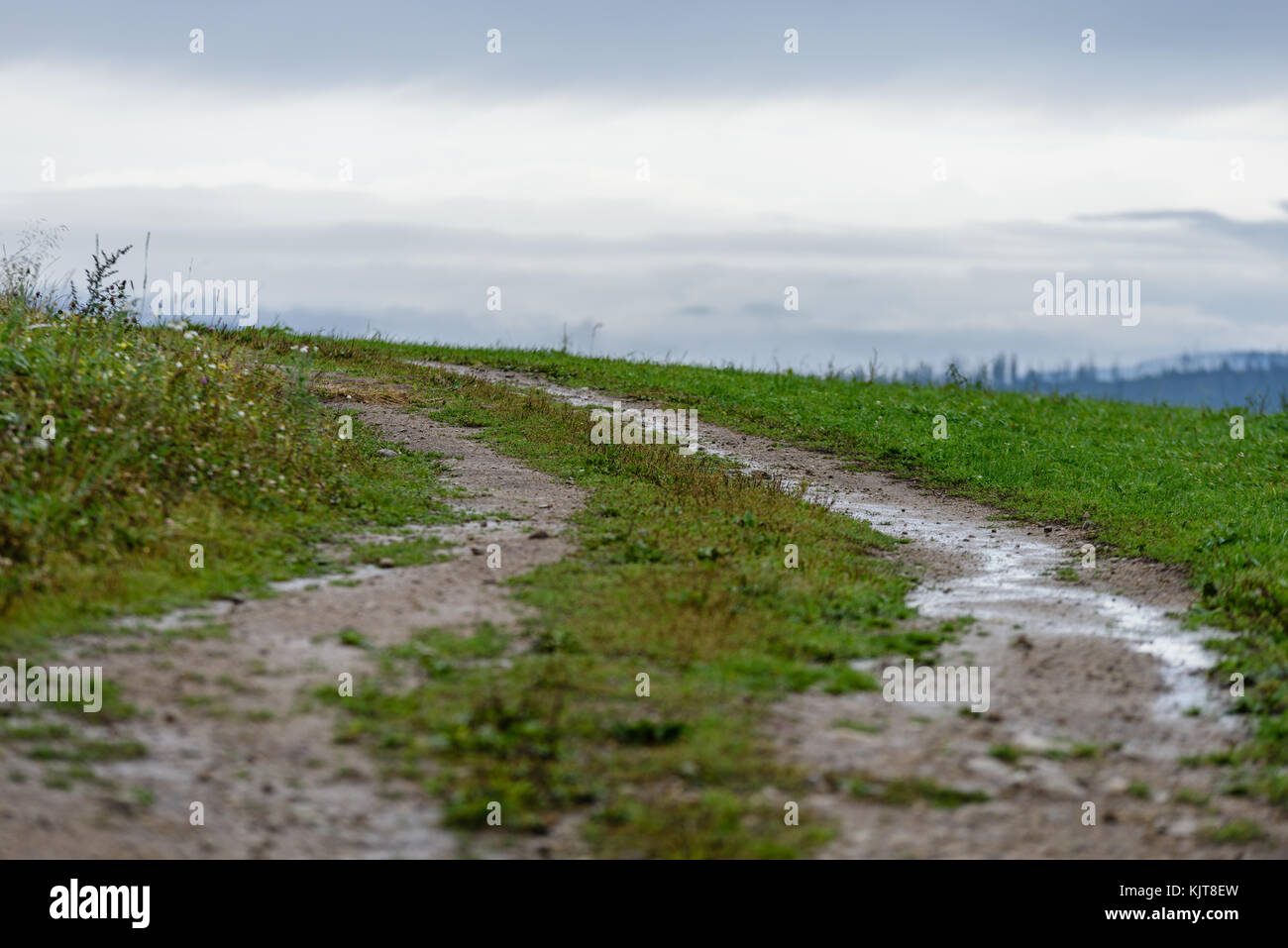 empty gravel road in the countryside with trees in surrounding ...