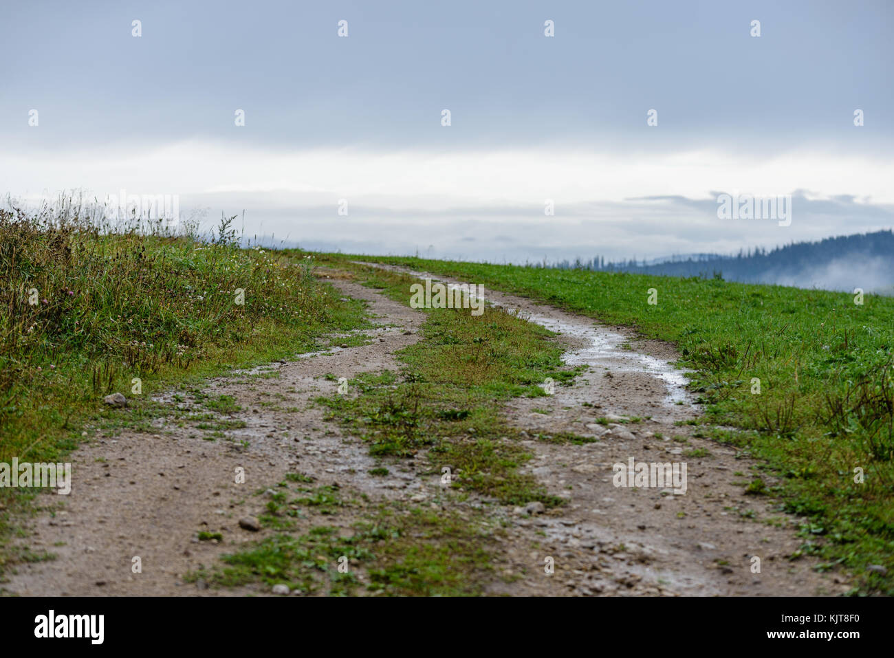 empty gravel road in the countryside with trees in surrounding ...