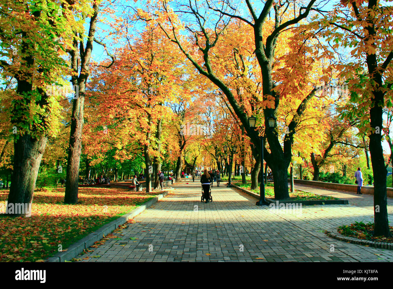 Autumnal city park with promenade path and big treess Stock Photo - Alamy