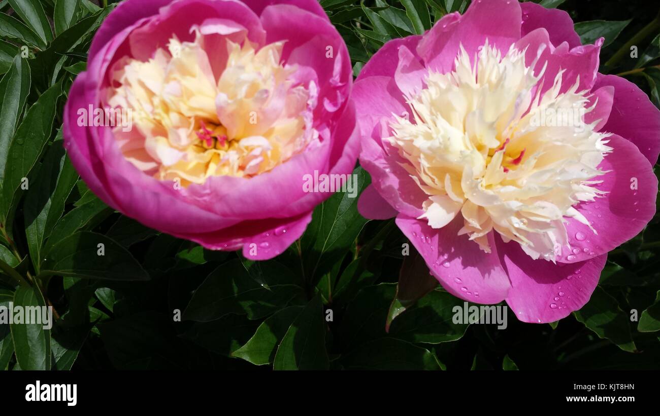 Big pink peony flowers in a Devon garden Stock Photo - Alamy