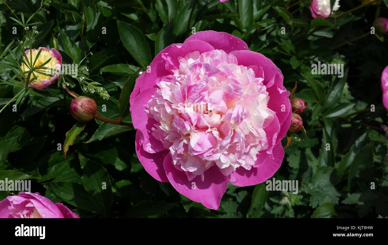 Large flower peony hi-res stock photography and images - Alamy