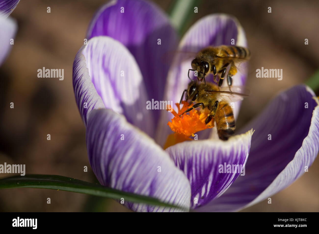 Honey bees fighting over a crocus Stock Photo - Alamy