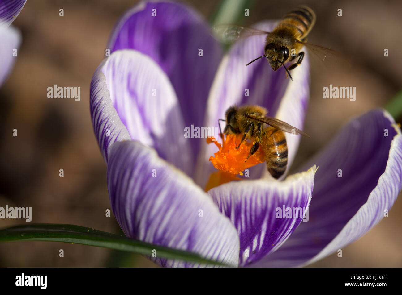 Honey bees fighting over a crocus Stock Photo - Alamy