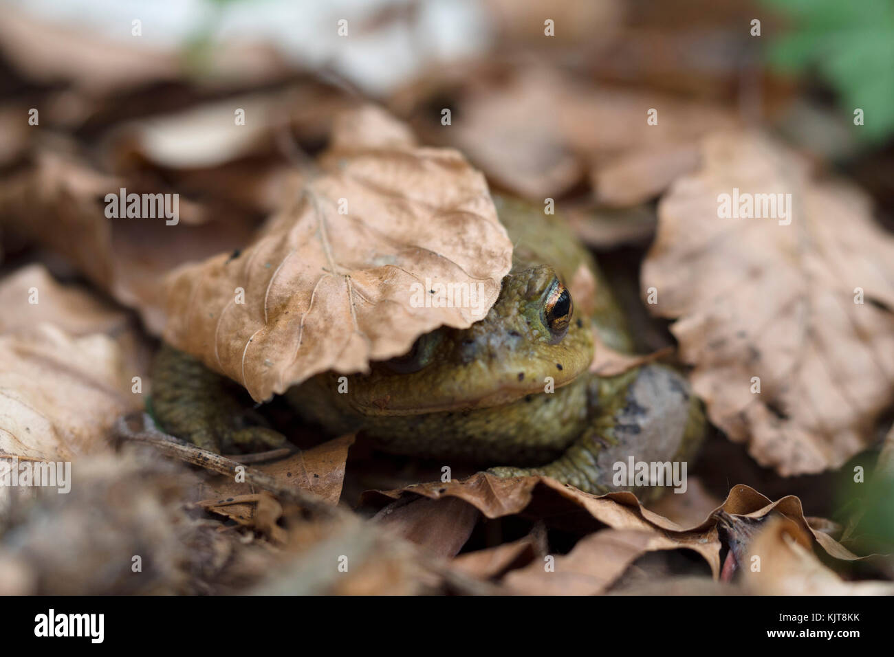 Common toad migration hi-res stock photography and images - Alamy