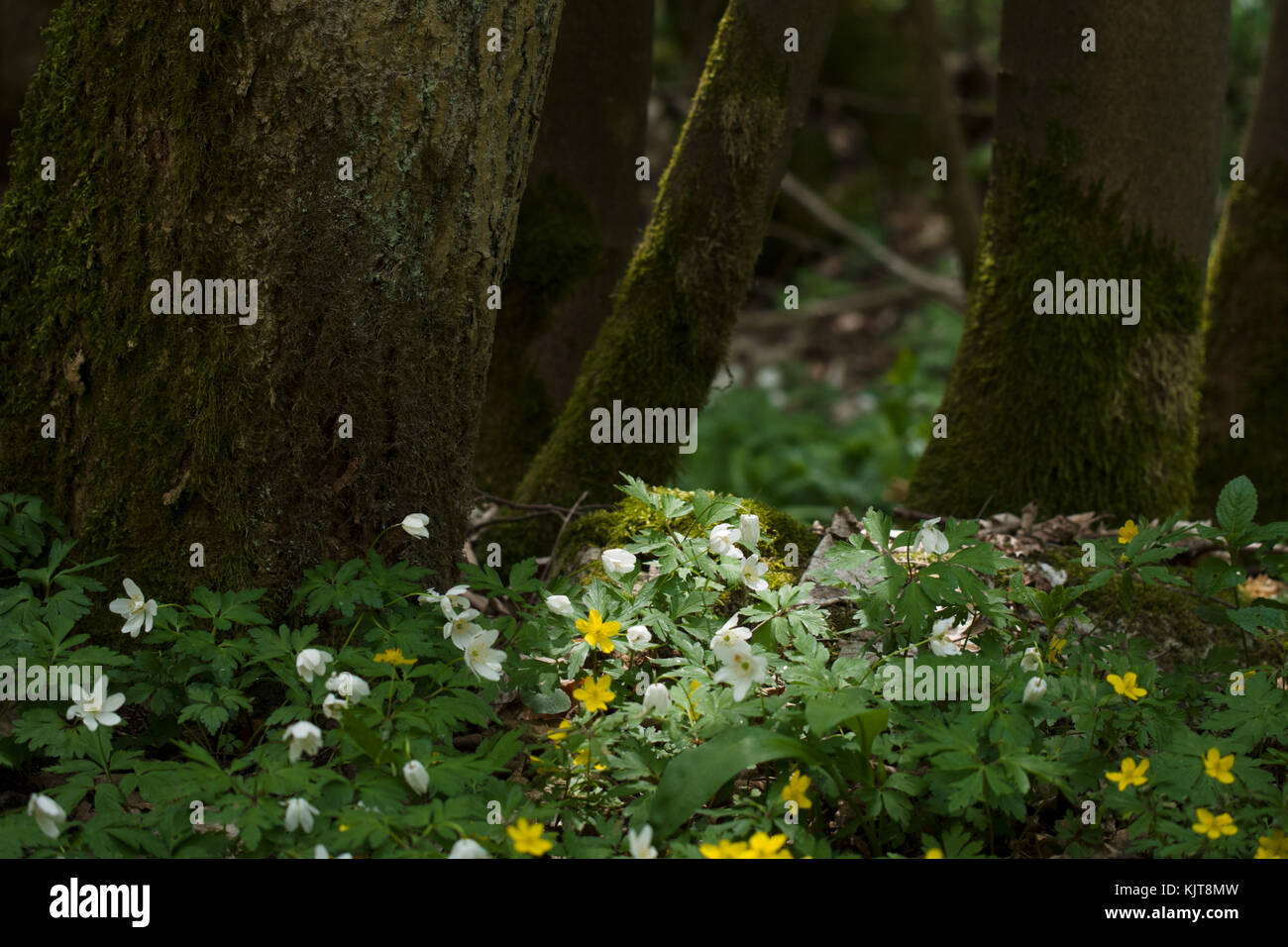 Spring forest with wood sorrel and yellow anemone Stock Photo - Alamy