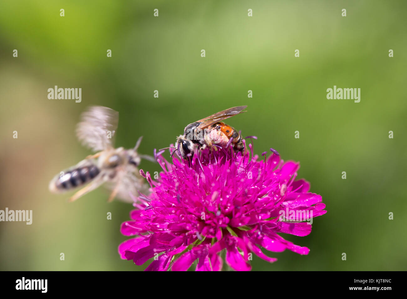A mining bee (Andrena hattorfiana) on field scabious (Knautia arvensis ...